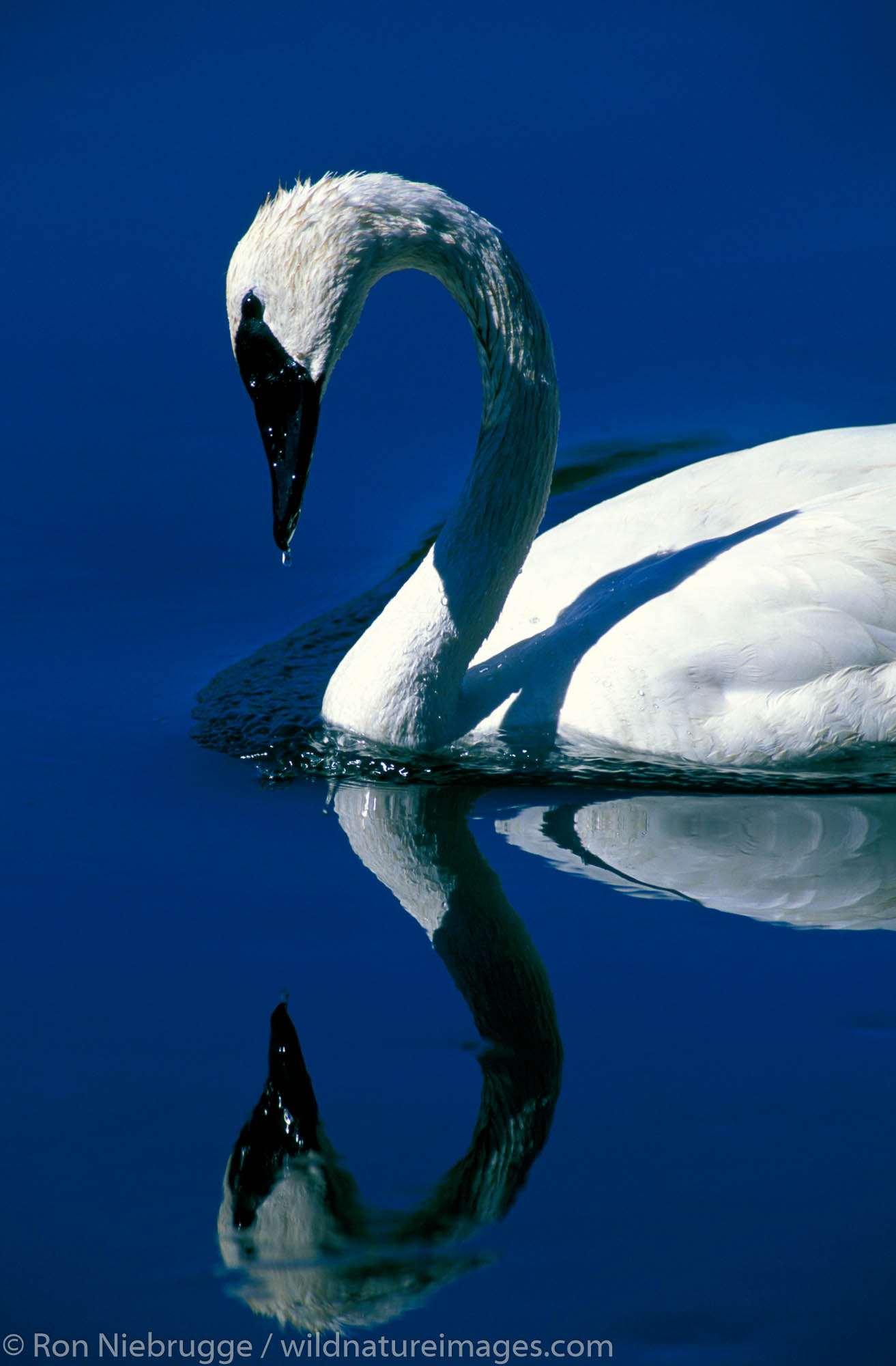 Trumpeter Swan Reflection, Madison River | Wyoming | Photos by Ron ...