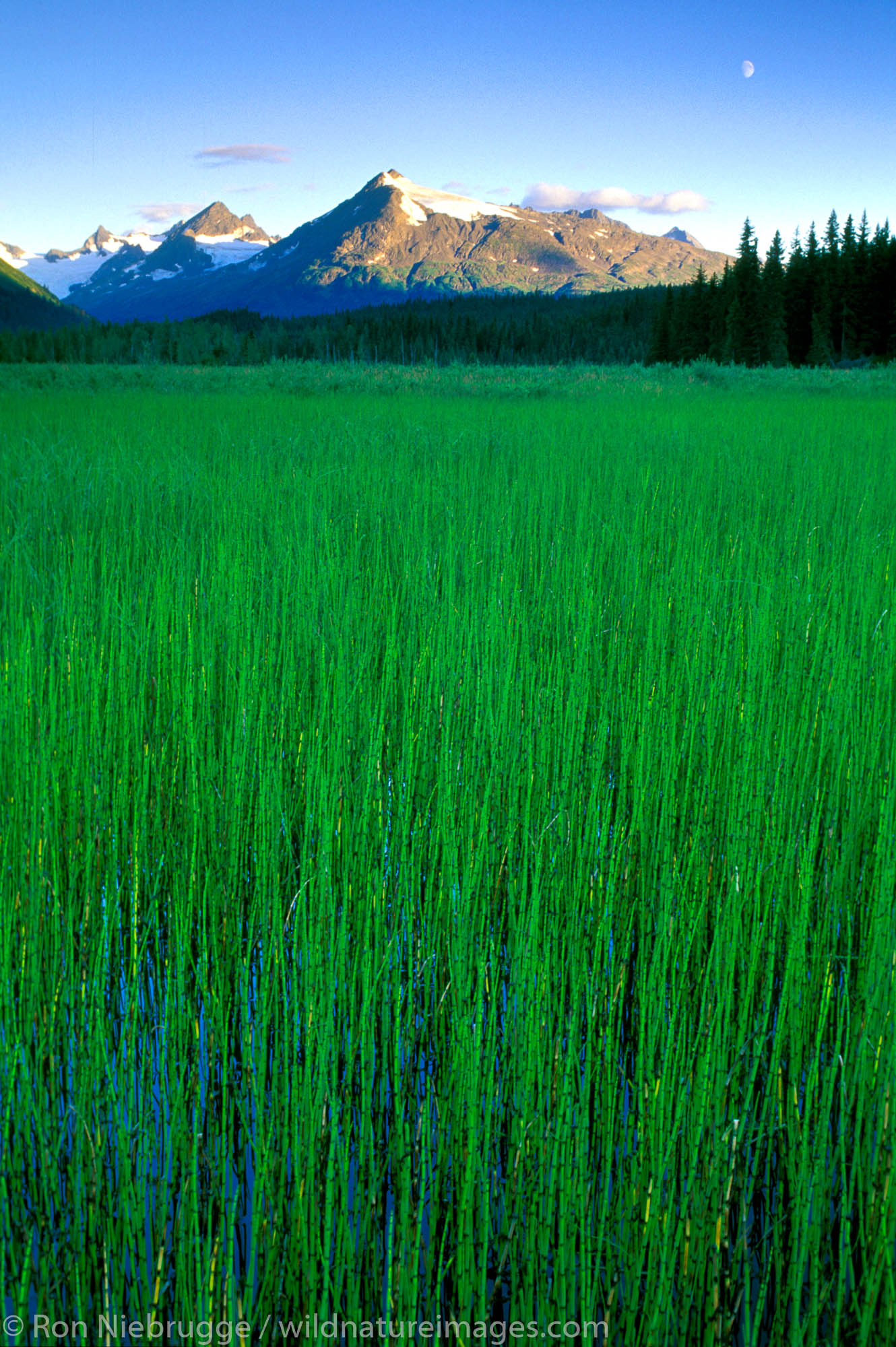 Tall Grass Full Moon | Alaska | Photos by Ron Niebrugge