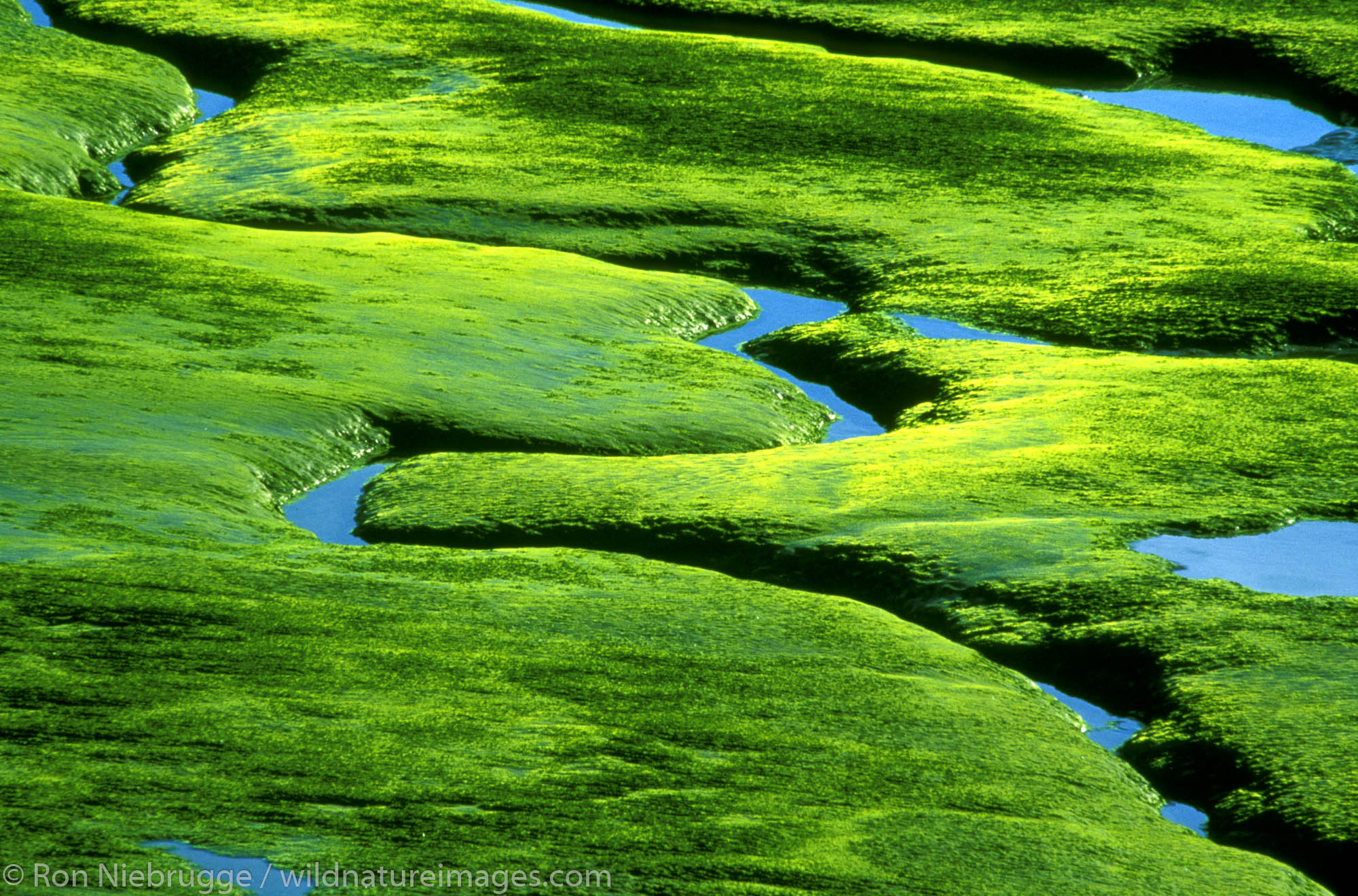 Turnagain Arm Algae | Alaska | Photos by Ron Niebrugge